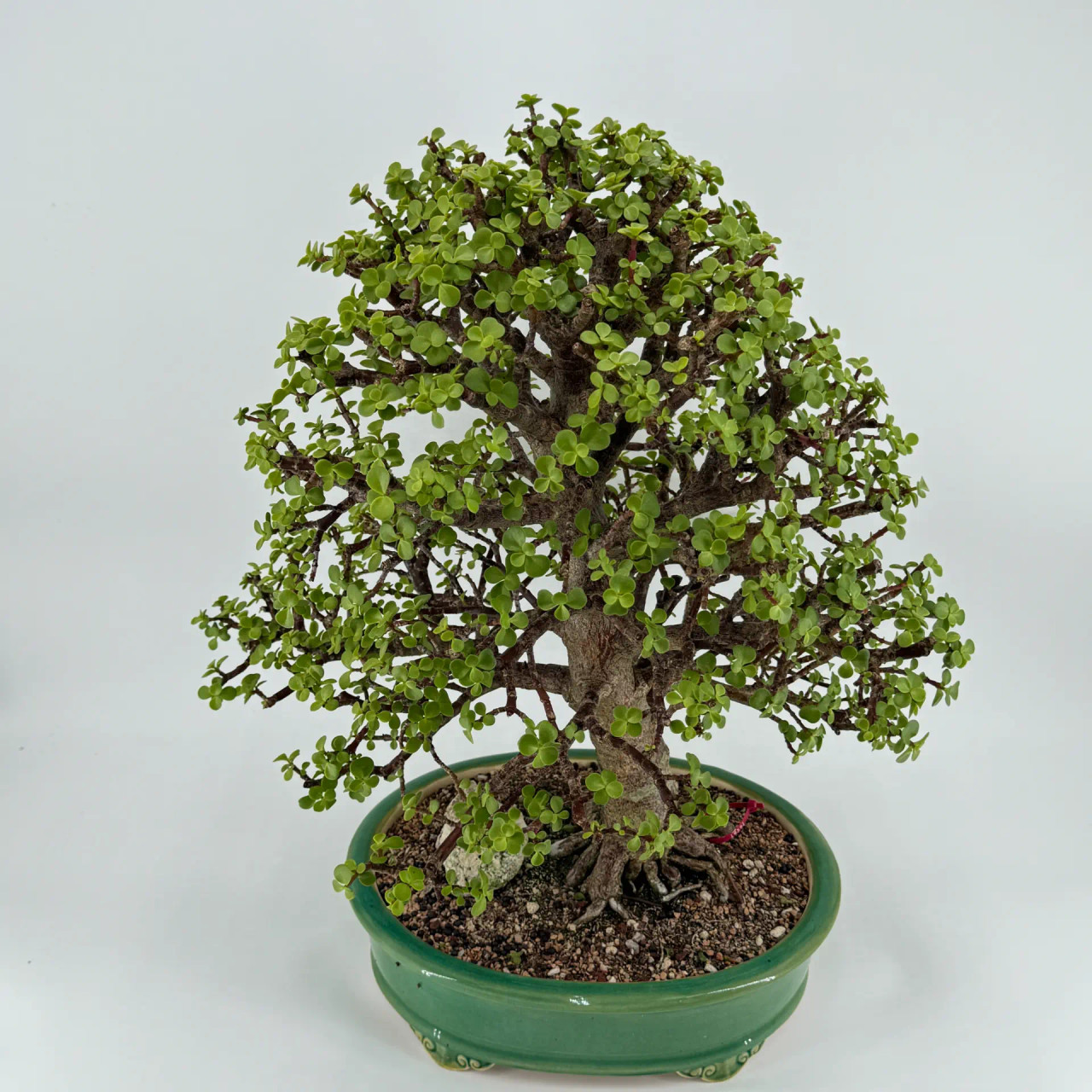 Dwarf Jade 'Portulacaria afra' in a Yixing Pot (No. 19591) - Bonsai Outlet