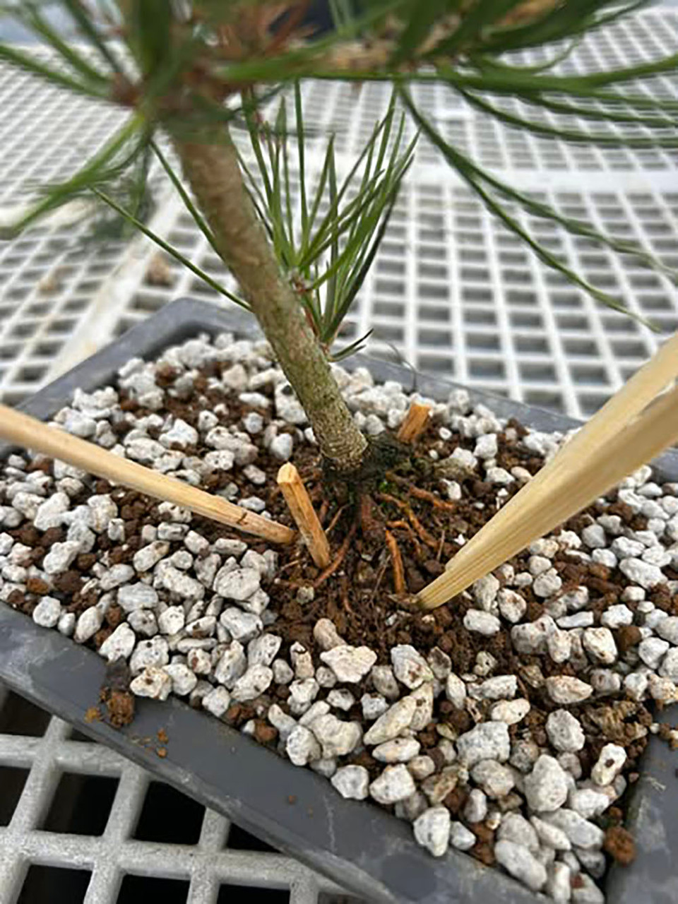 Twice Cut Mark Comstoc Japanese Black Pine Seedling Cuttings No. 15670