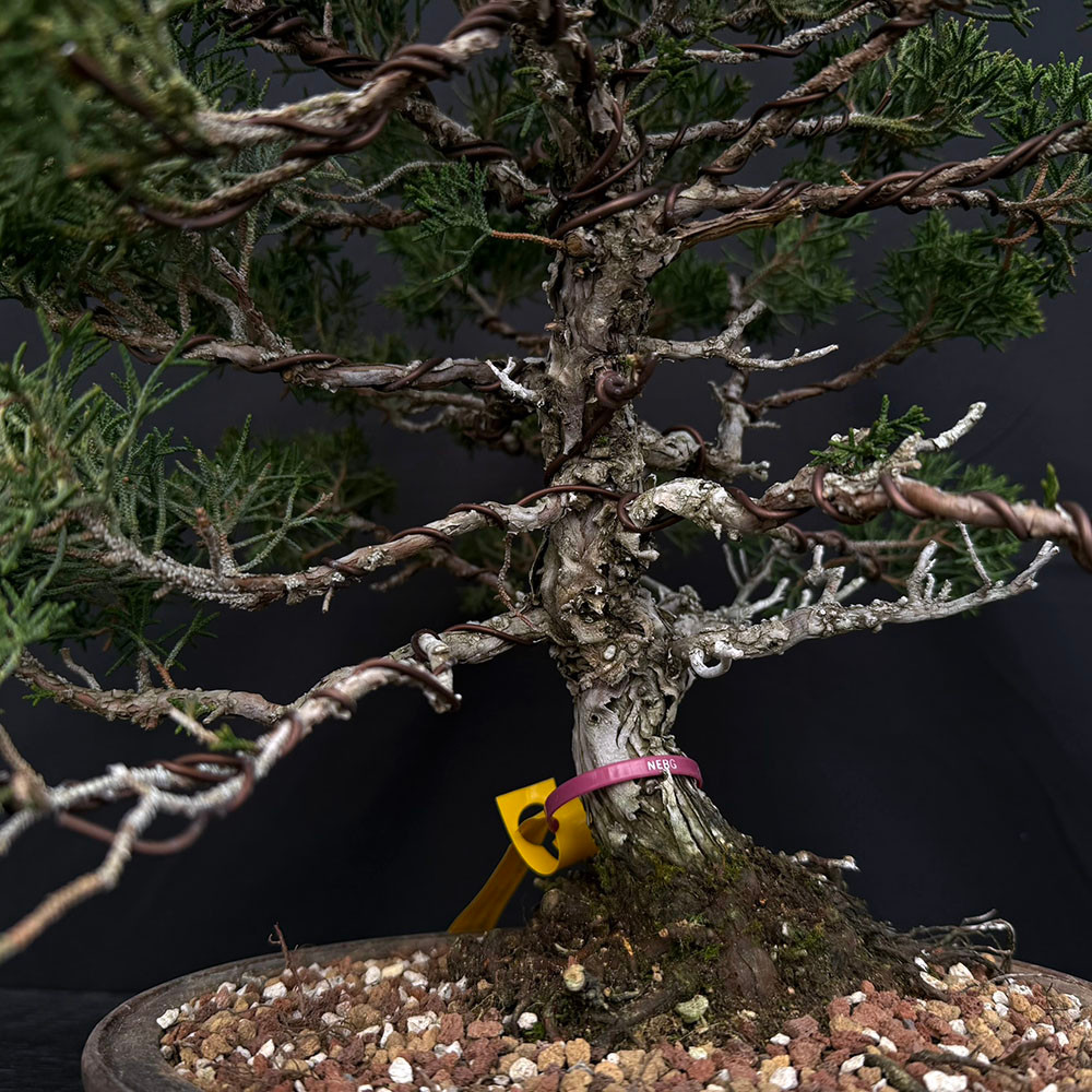 Old Ishi Shimpaku Bonsai – A Timeless Masterpiece No. 17712