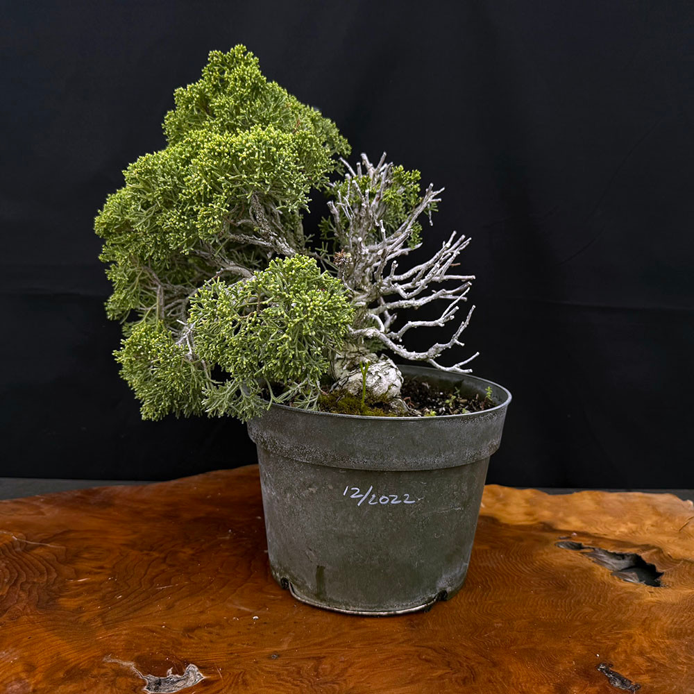 Old and Rare Mas Ishii Shimpaku Bonsai – A Timeless Masterpiece No. 14047