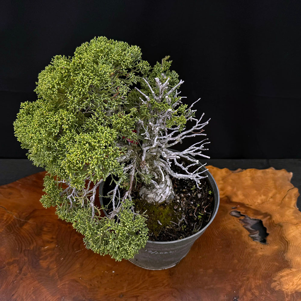 Old and Rare Mas Ishii Shimpaku Bonsai – A Timeless Masterpiece No. 14047