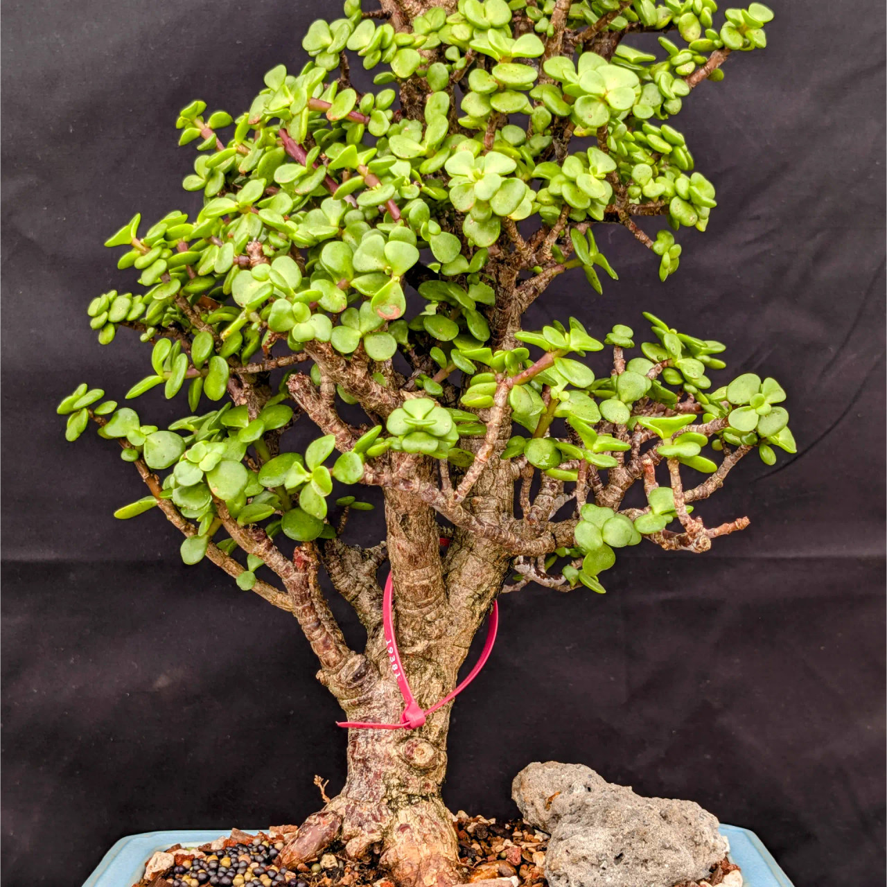 Dwarf Jade 'Portulacaria afra' in a Glazed Ceramic Planter (No. 19381 ...