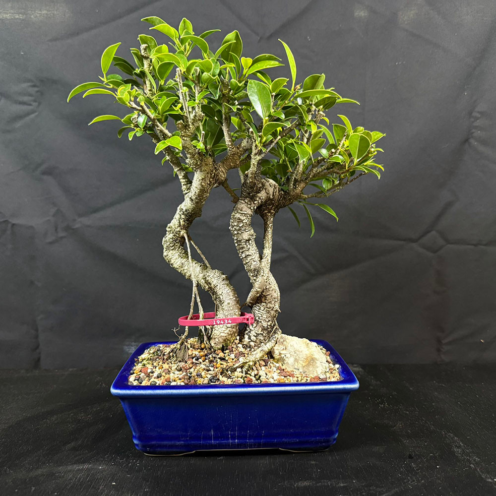 Tiger Bark Ficus Bonsai – Twisted Twin Trunk Indoor Tree with Unique ...