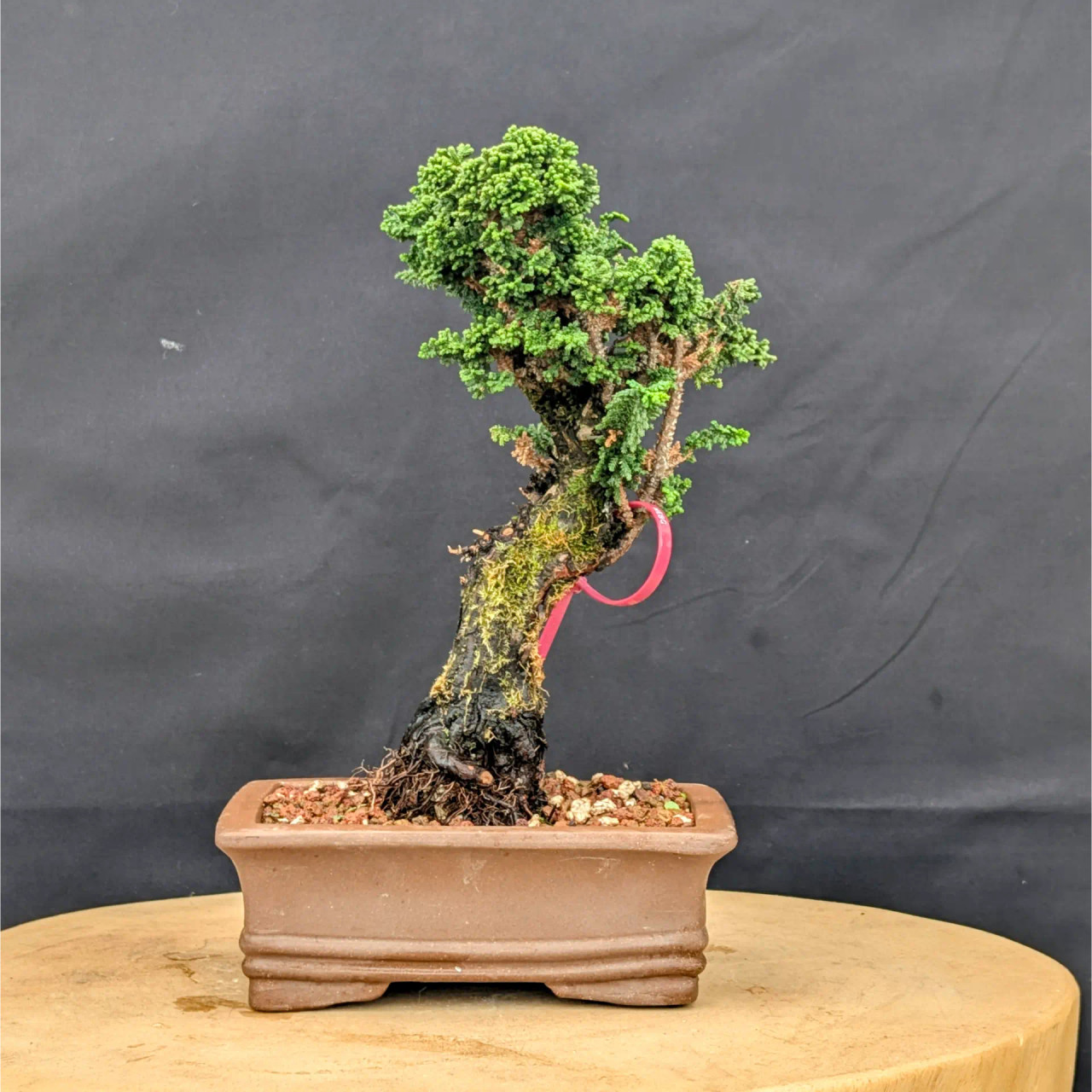 Old Sekka Dwarf Hinoki Cypress in an Unglazed Ceramic Pot (No. 14186 ...