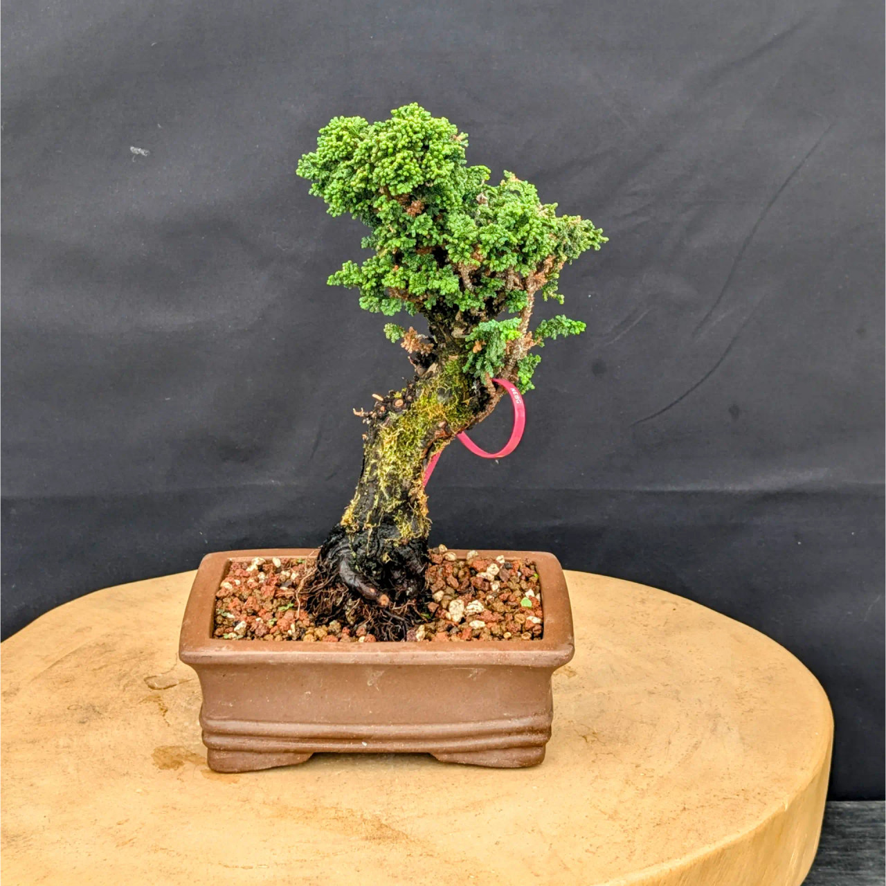 Old Sekka Dwarf Hinoki Cypress in an Unglazed Ceramic Pot (No. 14186 ...