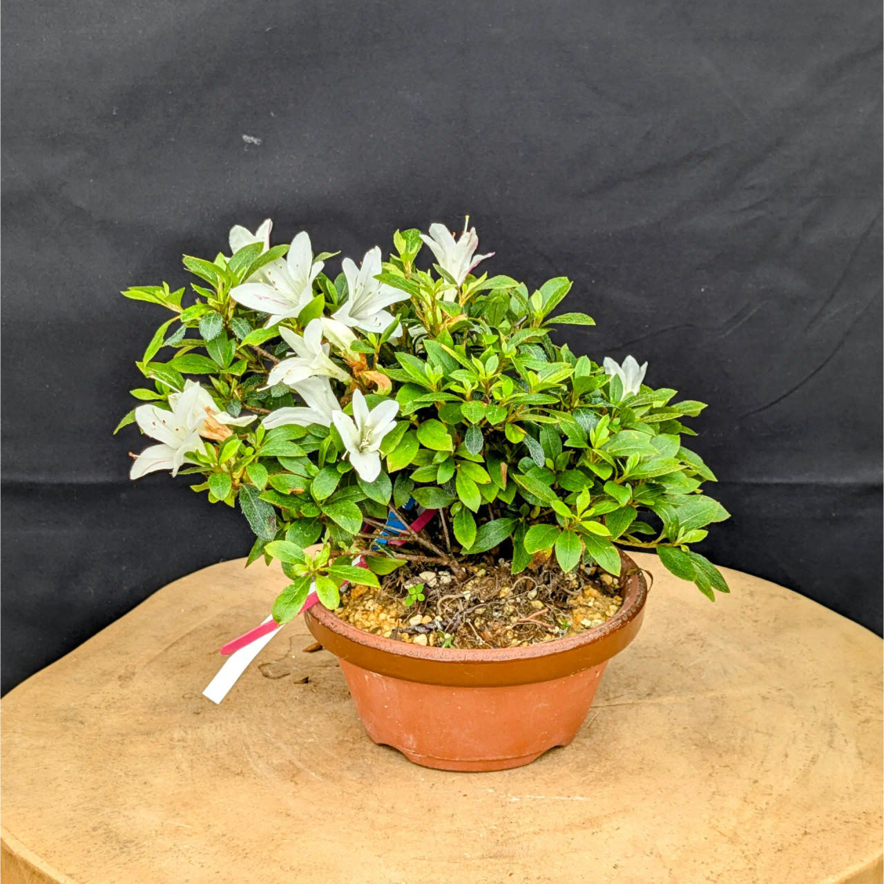 Imported Shohin Satsuki Azalea in a Tokoname Grow Pot (No. 14439 ...
