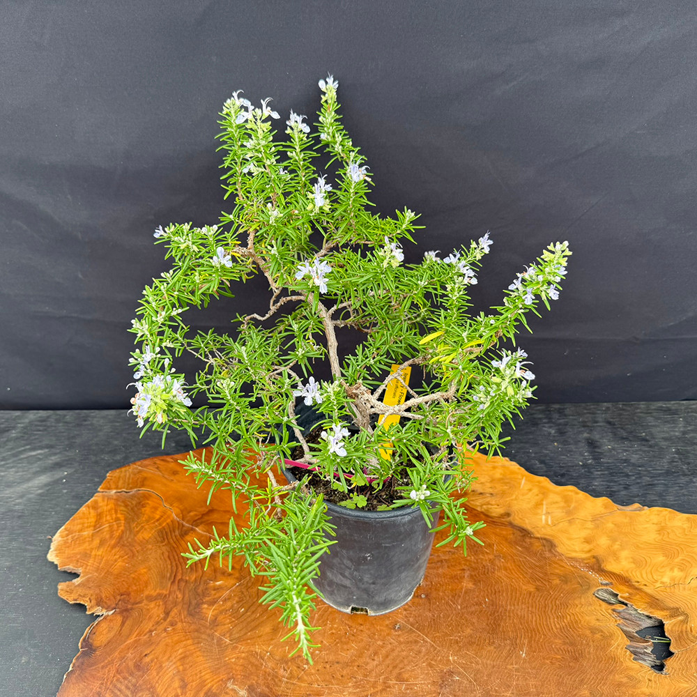 Fragrant and Flower Rosemary Pre-Bonsai | Bonsai Outlet | WEB14463