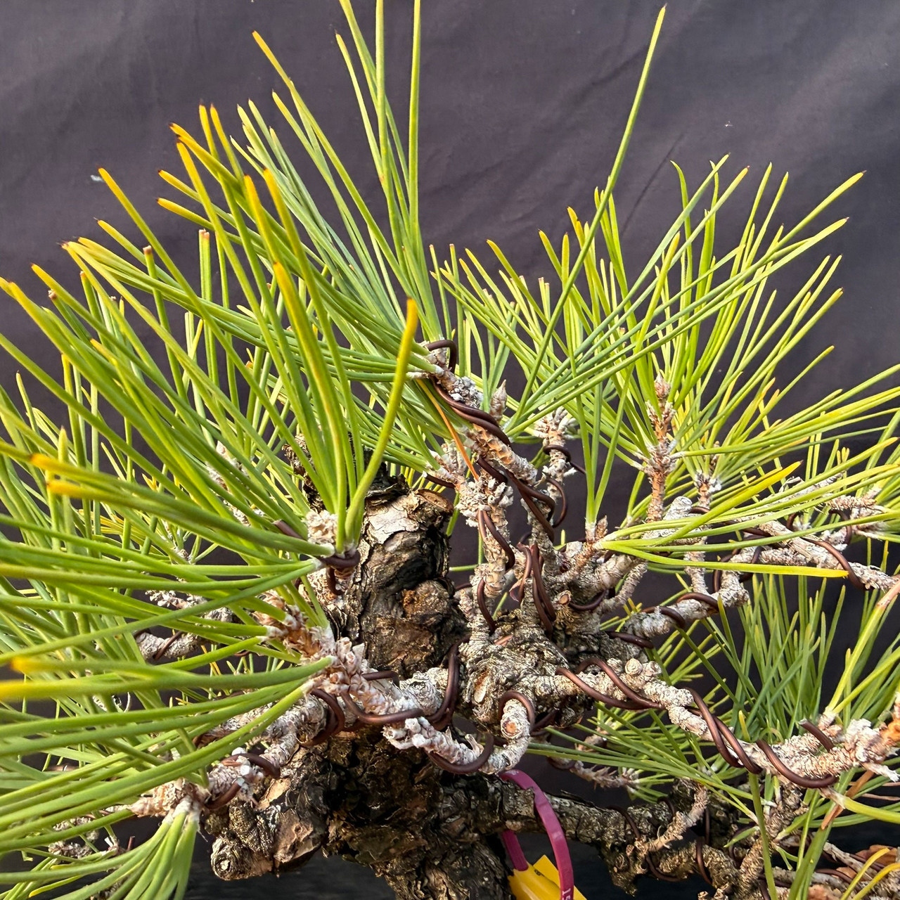 Seed-Grown Japanese Black Pine Bonsai (1987) | Rugged Bark, Strong ...