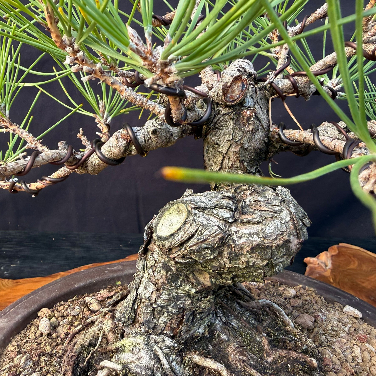 Seed-Grown Japanese Black Pine Shohin Bonsai | Powerful Trunk, Low ...