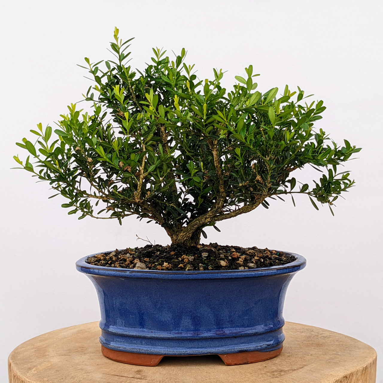 Harland Boxwood Bonsai (Indoor & Outdoor)