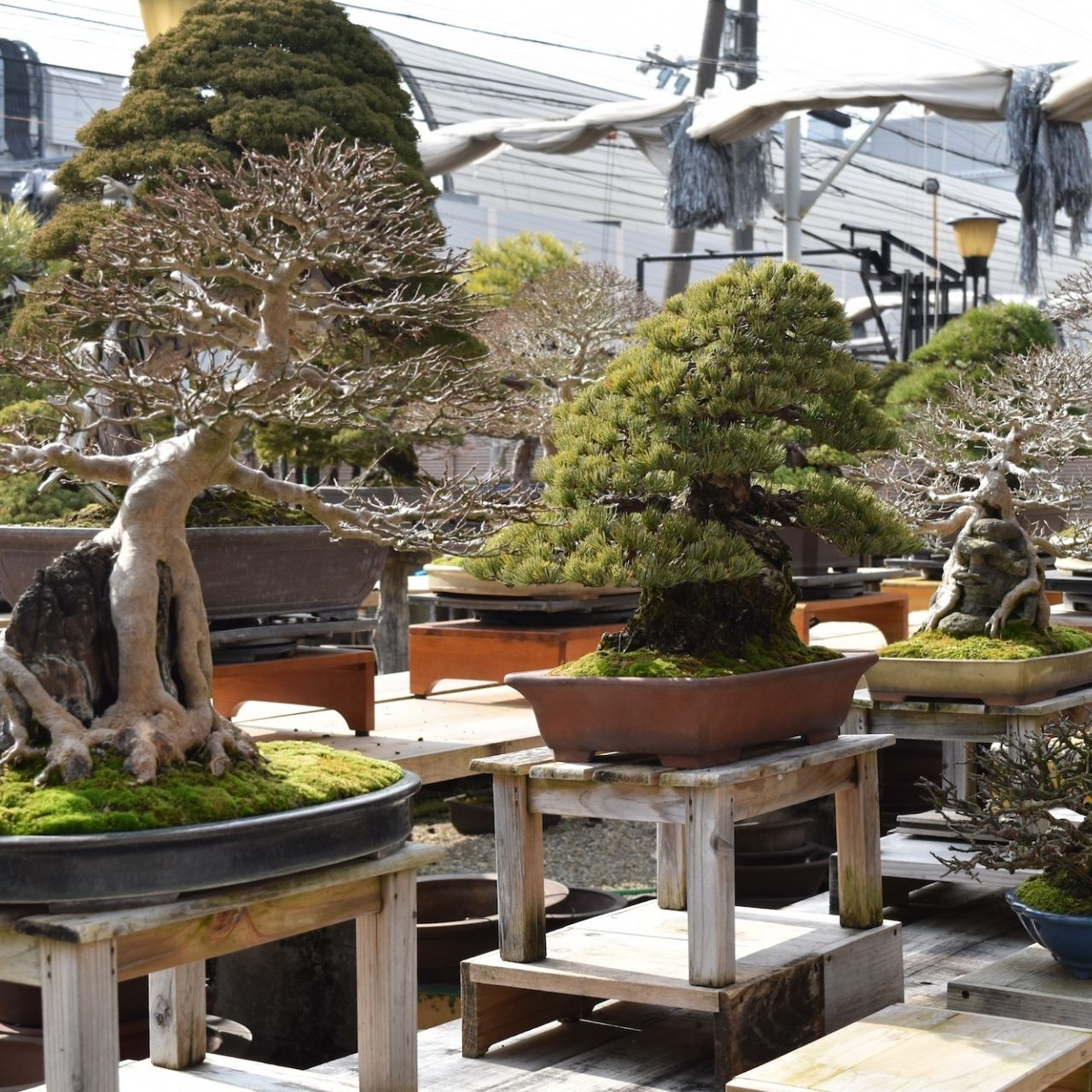 Tiger Bark (Golden Gate) Ficus: Indoor Bonsai Tree - Bonsai Outlet
