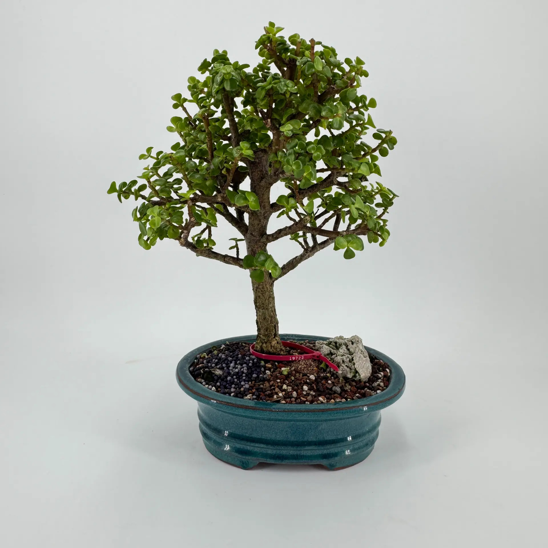 Jade Bonsai Trees: A Symbol of Harmony and Tranquility