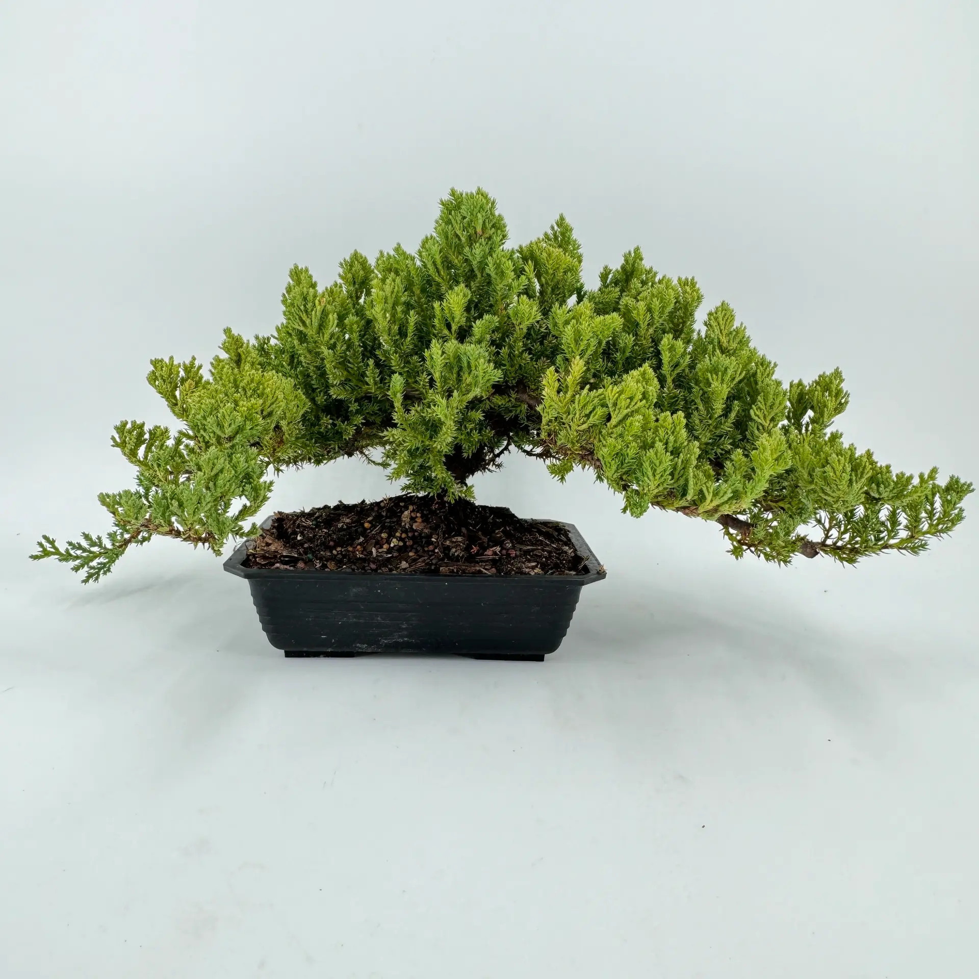 Large selection of Pre Bonsai Trees and Stock Plant