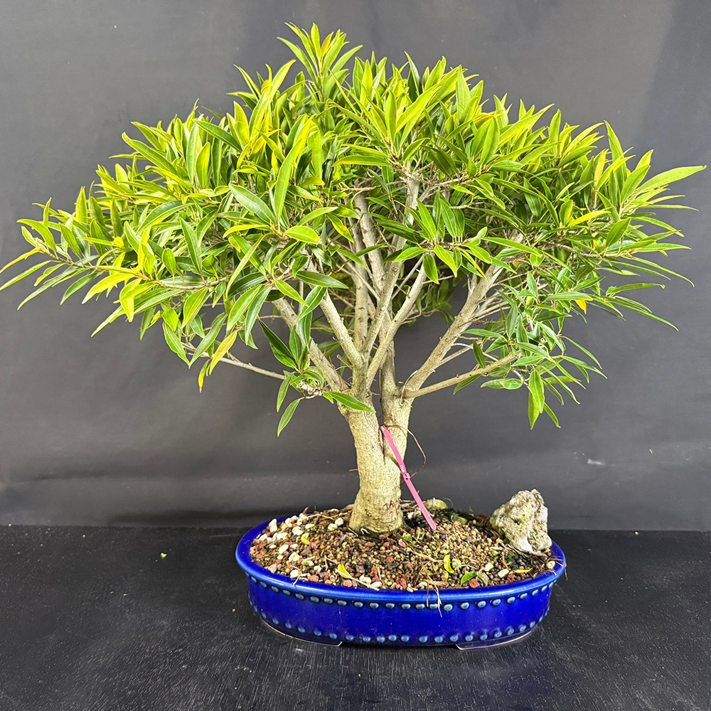 Ficus Bonsai Trees: Ginseng and Retusa Plants at BonsaiOutlet.com