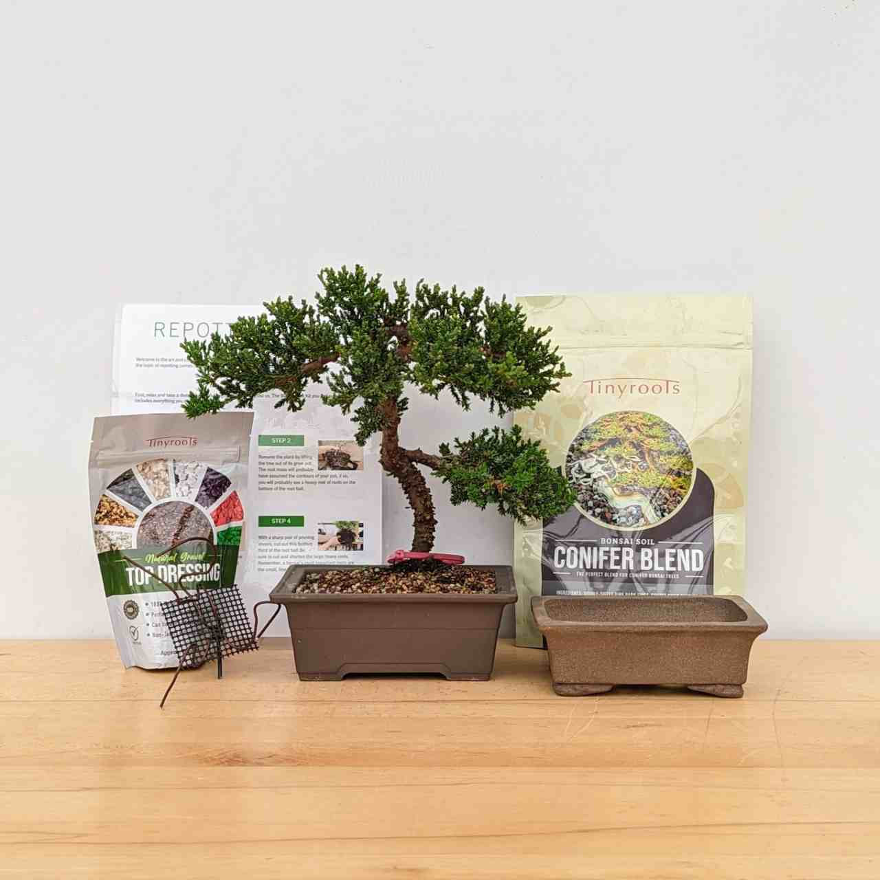Bonsai Starter Kits (Real Trees, Not Seeds) – DIY Bonsai Projects with ...