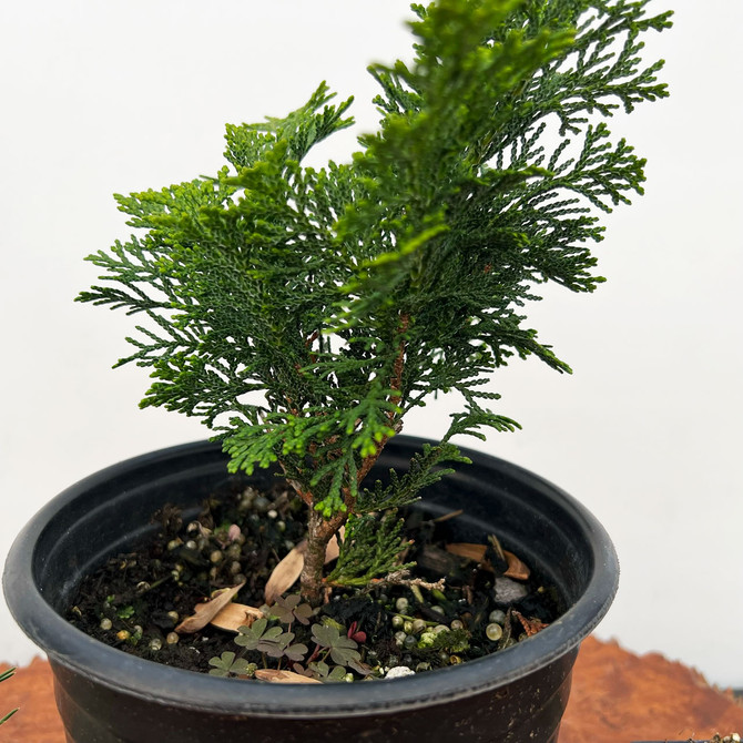 Japanese Black Pine, Hinoki and Maple: Cuttings at BonsaiOutlet.com