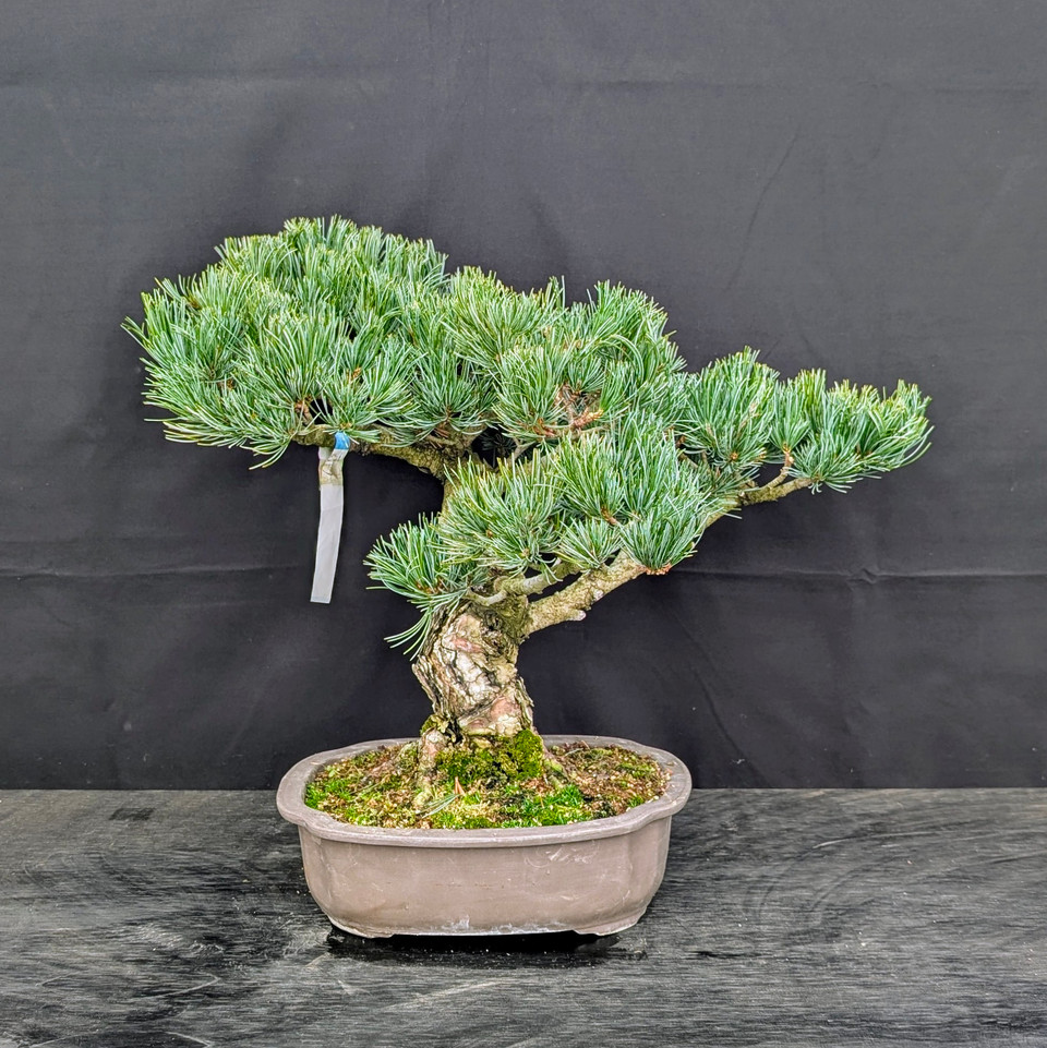 Bonsai - Bonsai Tree Species - Pines - Bonsai Outlet