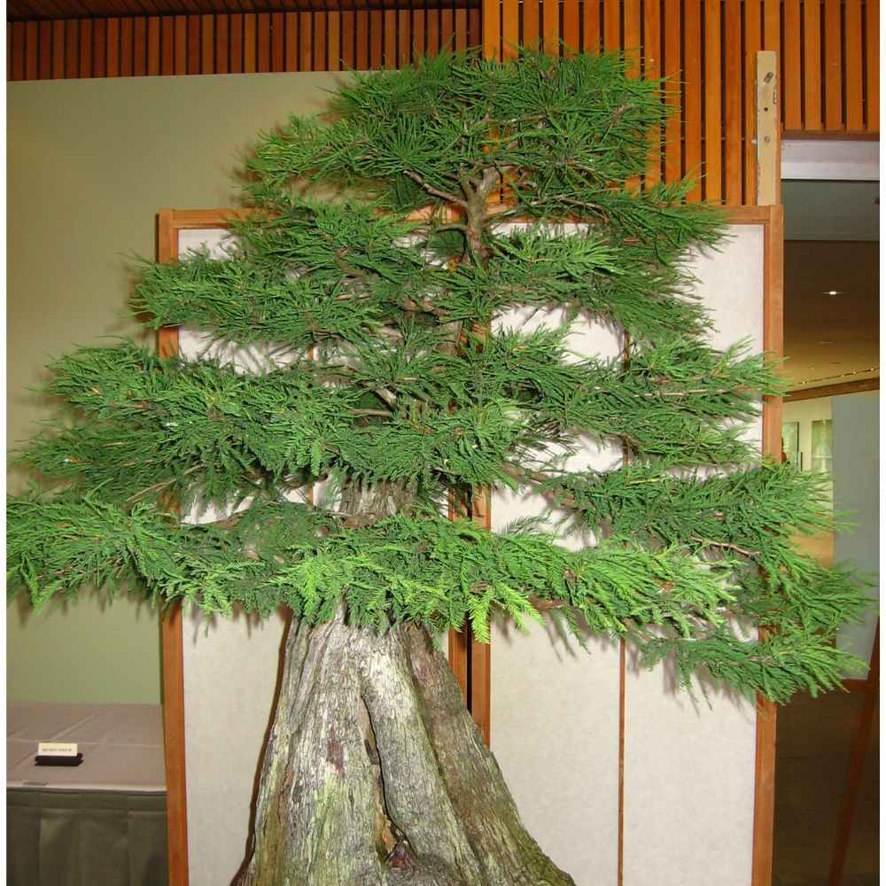Choose the Bonsai Tree that Fits your Lifestyle - Bonsai Outlet
