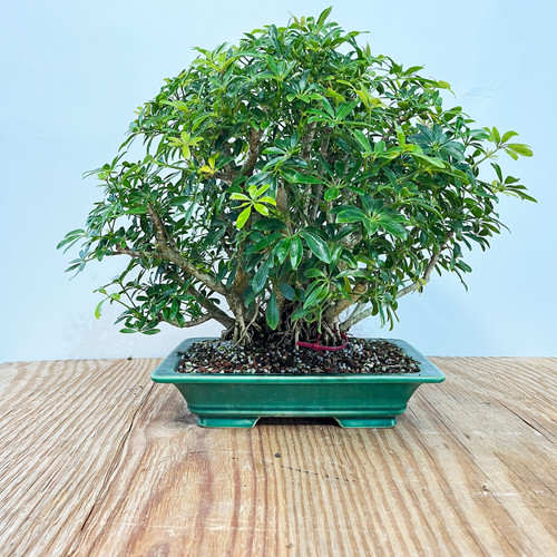 Jungle Style Hawaiian Umbrella Grown By Jim Smith In Japanese Ceramic