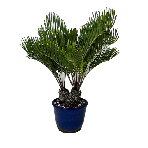 Coontie Palm in a Glazed Japanese Ceramic Pot (No. 19624)