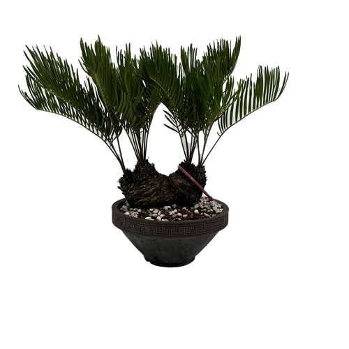 Coontie Palm in a Glazed Japanese Ceramic Pot (No. 12295)