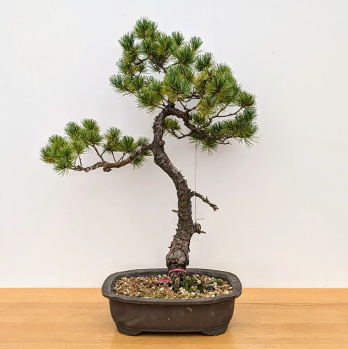 Beautiful White Pine 'literati' in an Unglazed Ceramic Pot (No. 15464 ...