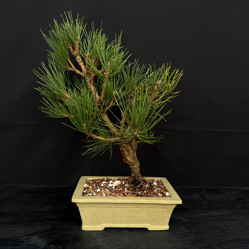 Nishiki Cork Bark Japanese Black Pine Bonsai Tree in a Ceramic Pot No ...