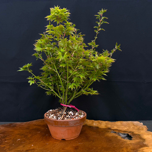 Non-Grafted Acer palmatum 'Kashima' Dwarf Japanese Maple No. 14342