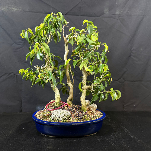 Funky Ficus benjamina var. "Wiandi" in a Yixing Pot (No. 19703)