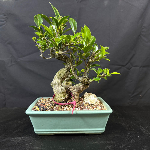 3-Tree Clump Tiger Bark Ficus Bonsai – Unique Indoor Tree with Textured ...