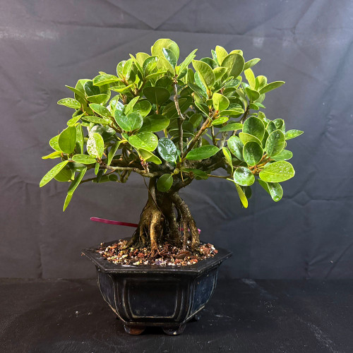 Green Island Ficus Bonsai – Strong Roots and Glossy Indoor Foliage. No ...
