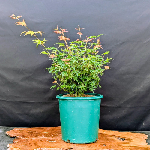 Japanese Maple ‘Kashima’ – Dwarf Cutting-Grown Pre-Bonsai