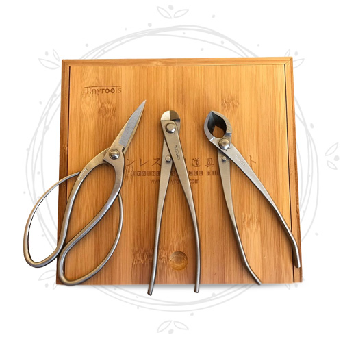 Bonsai Tree | Bamboo Plants | Indoor, Outdoor | Pots and Tools