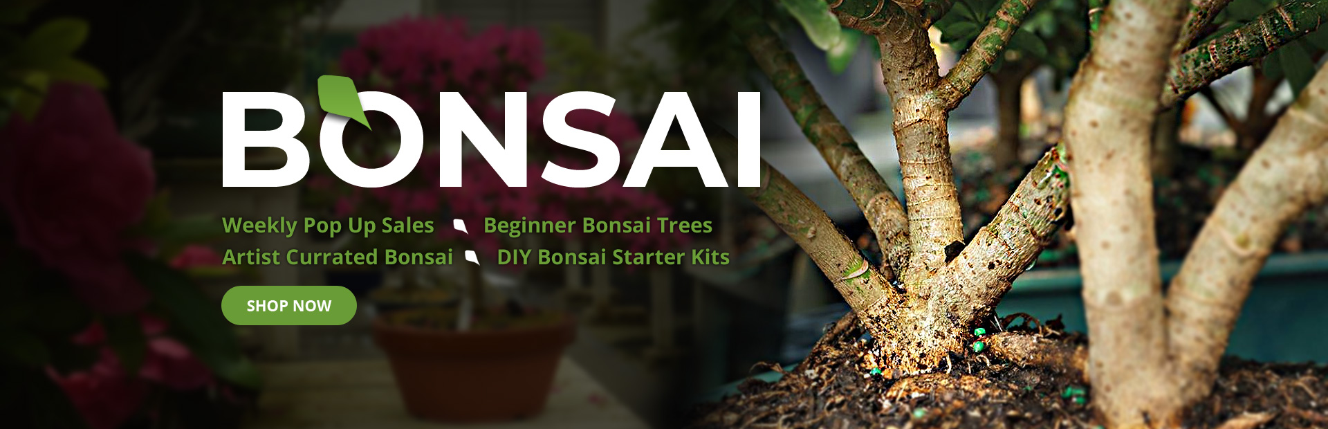 Bonsai Tree | Bamboo Plants | Indoor, Outdoor | Pots and Tools