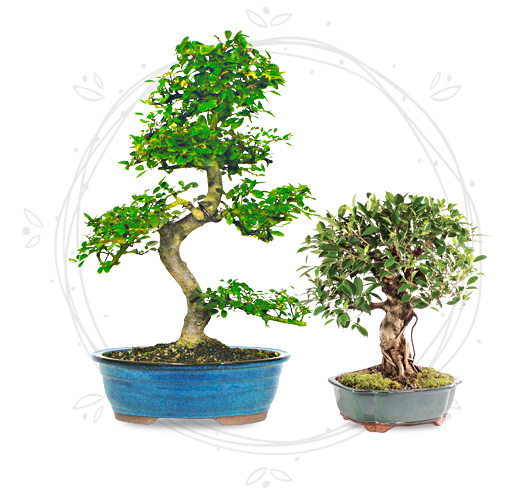 Bonsai Tree | Bamboo Plants | Indoor, Outdoor | Pots and Tools