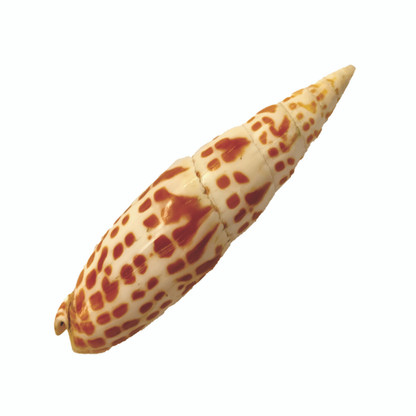 Junonia Shell/5pc - Papoose Toys Pte Ltd