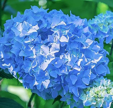 Hydrangea Fragrance Oil