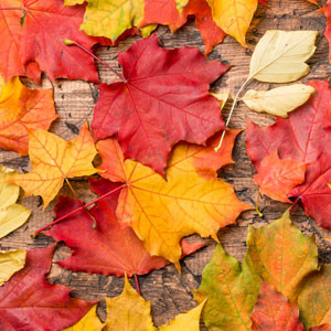 Leaves Fragrance Oil
