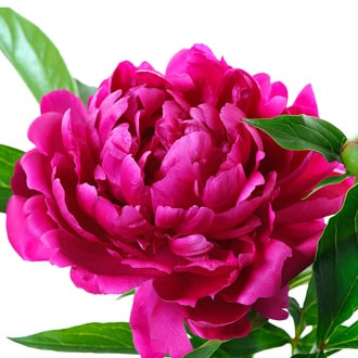 Red Peony Fragrance Oil