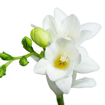 Studio Fragrance