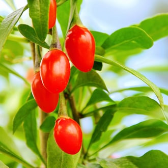 Goji Berry Fragrance Oil