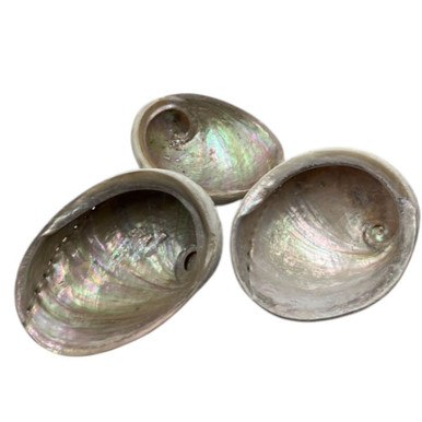 Abalone Shell - Large (5.5-6.5”) | Nature’s Expression Canadian Wholesale