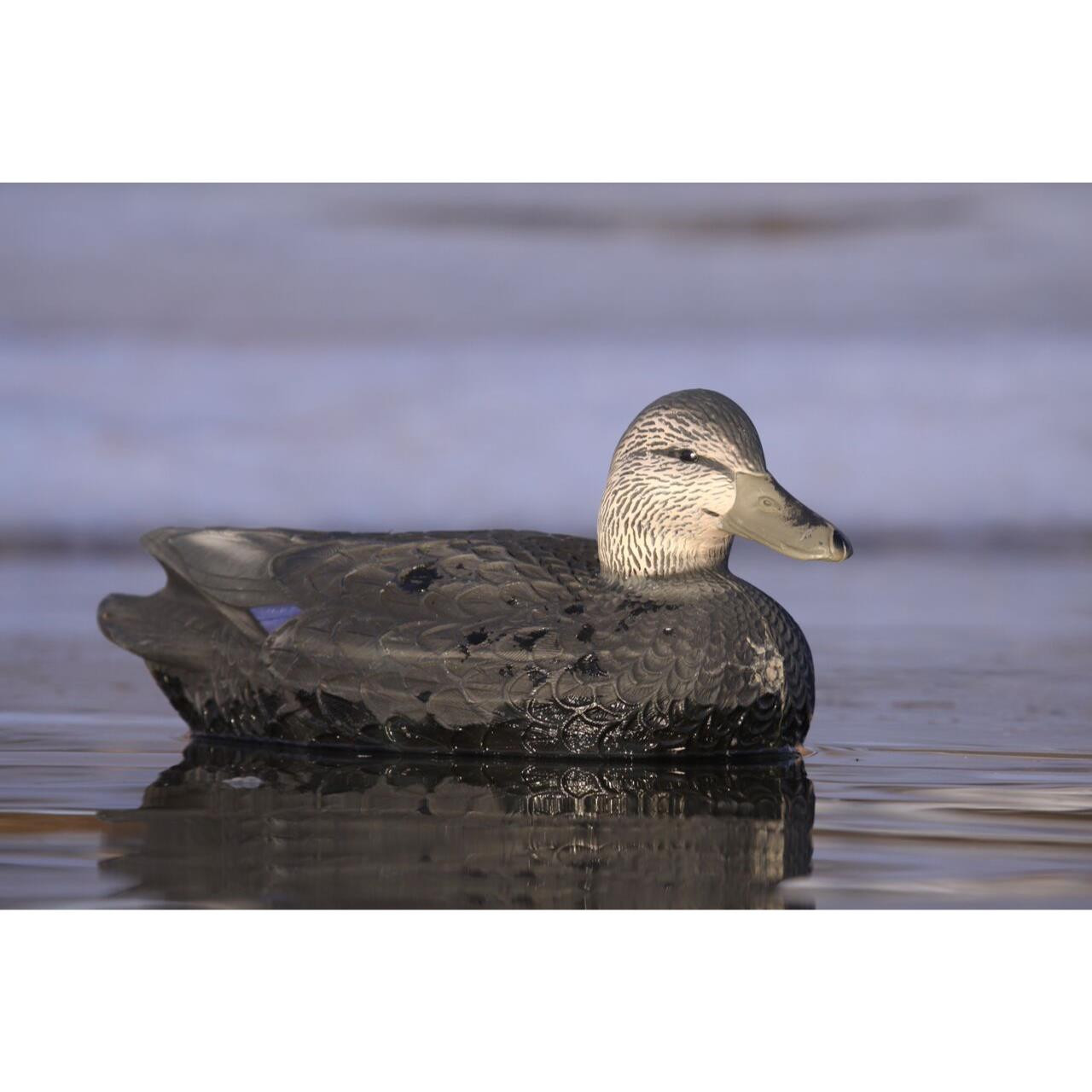 Avery GHG Over Size Black Duck Floater Decoys - 6pk - 73015 - Presleys ...