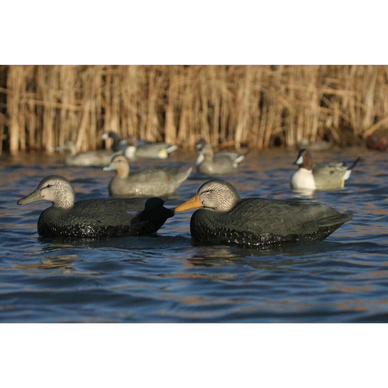 Avery GHG Over Size Black Duck Floater Decoys - 6pk - 73015 - Presleys ...