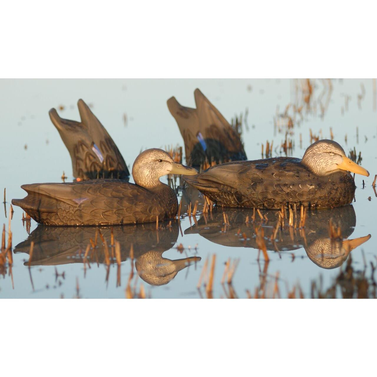 Avery GHG Over Size Black Duck Floater Decoys - 6pk - 73015 - Presleys ...