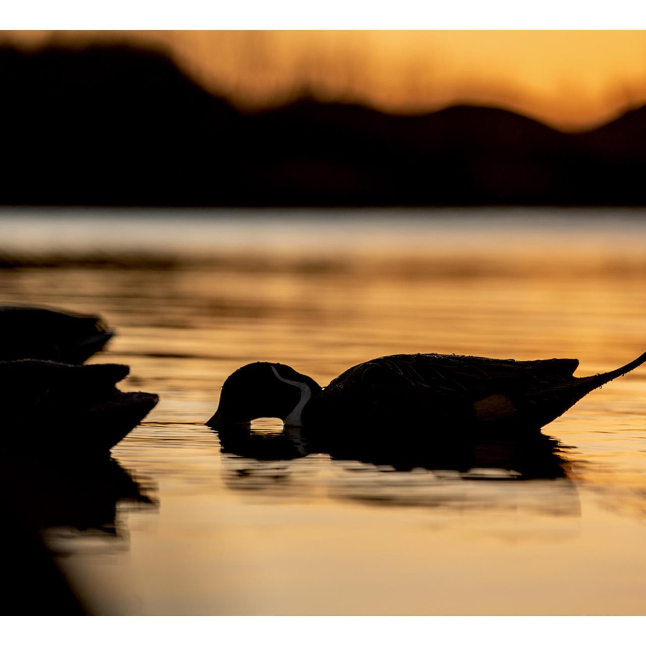 Avian-X Topflight Pintail Duck Floaters- 6pk - Presleys Outdoors