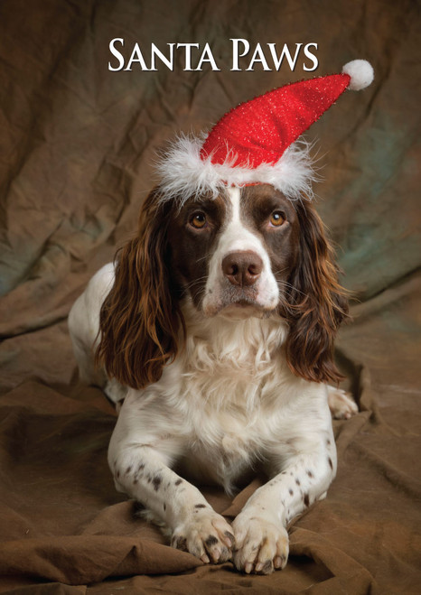 Springer Spaniel Santa Paws Christmas Card CSP from Fraziers Wine Merchants