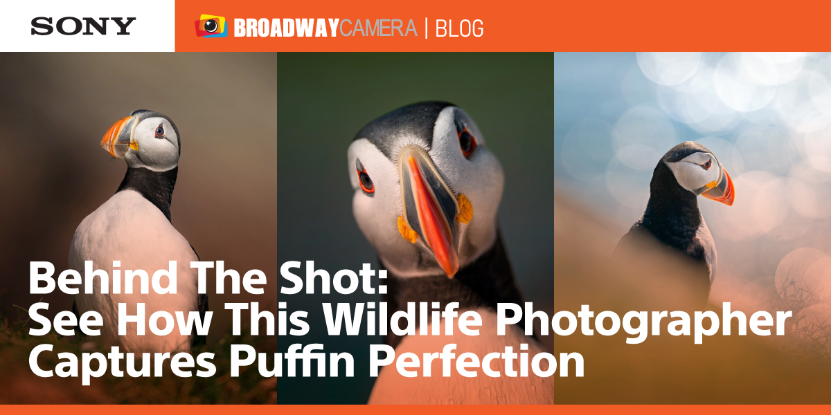 Behind The Shot: See How This Wildlife Photographer Captures Puffin ...