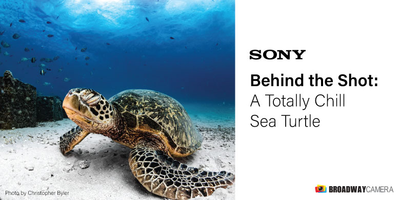 Behind the Shot: A Totally Chill Sea Turtle - Broadway Camera