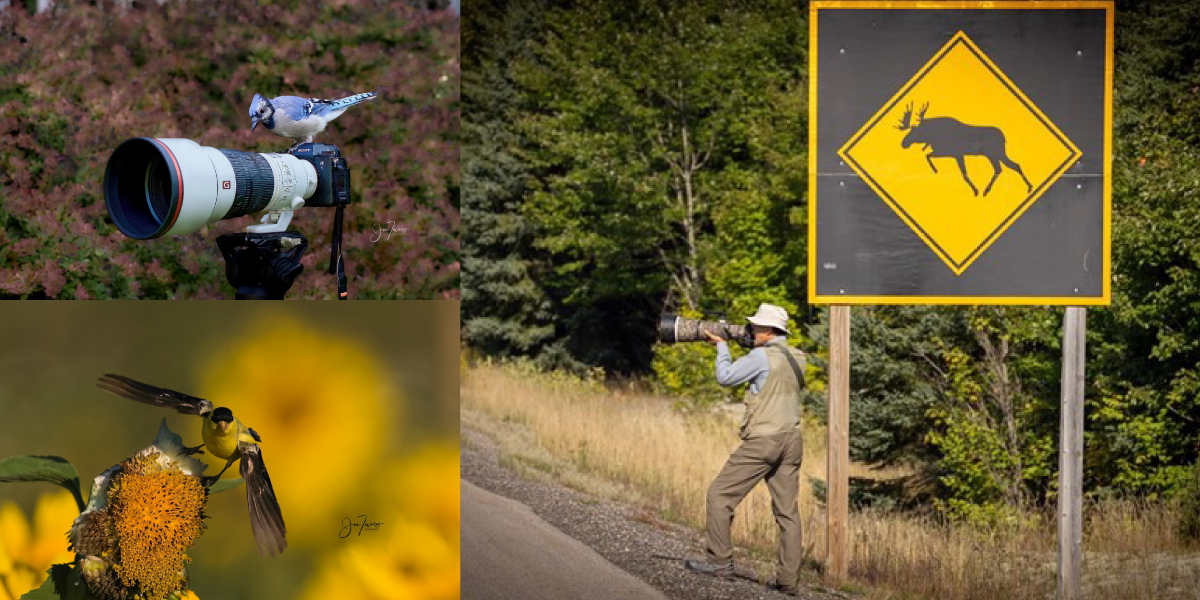 Nature’s Spectacle: Birding Adventures with the Sony Alpha 9 III ...